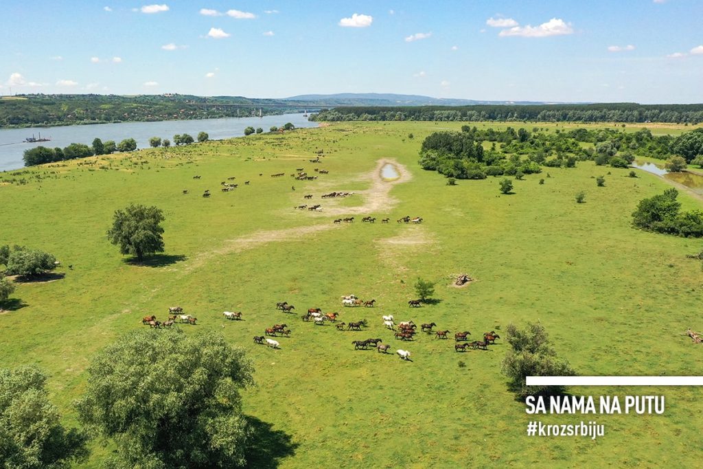 6 razloga da posetite Koviljski rit i Krčedinsku adu - NIS Petrol i Gazprom